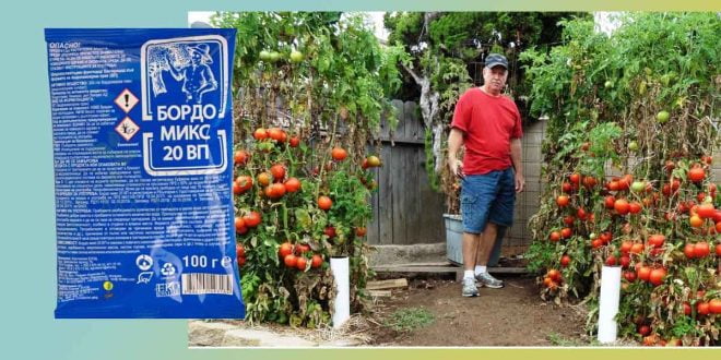 Бордо Микс за 10 литра. Кога се пръскат домати с него? Дозировка ...